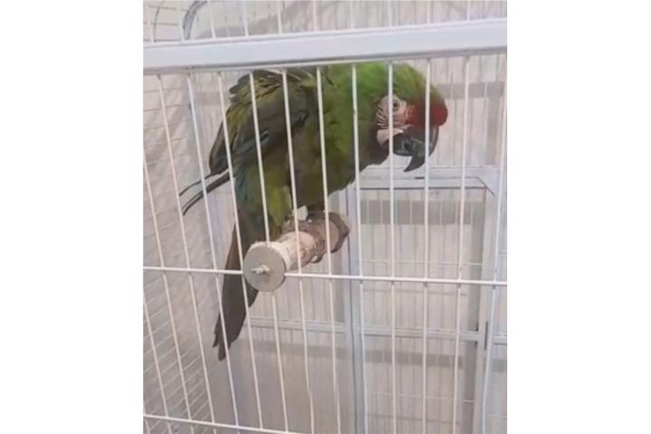 GUACAMAYO MILITAR Puerto Rico