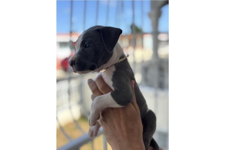 Pitbull american Blue Puerto Rico
