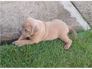 American Bully macho con papeles ABKC Puerto Rico