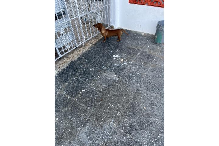 Perro salchicha puro se regala Puerto Rico