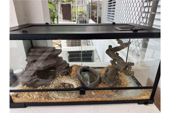 Ball python Puerto Rico