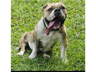American bully hembra Puerto Rico