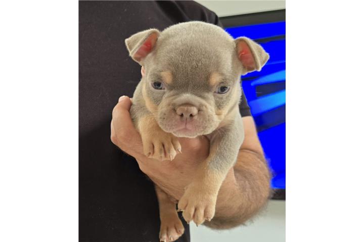 American Bully Pocket Genética única en PR Puerto Rico