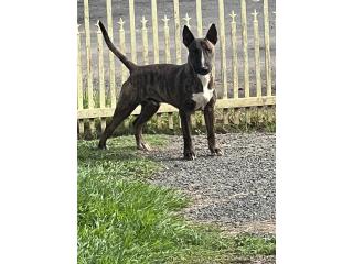 Bull Terrier Puerto Rico