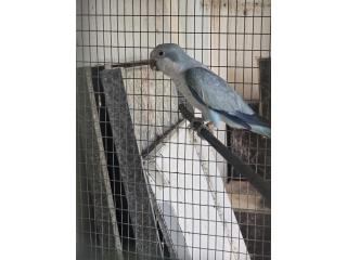 Quaker Puerto Rico