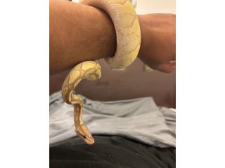 Ball Python Puerto Rico