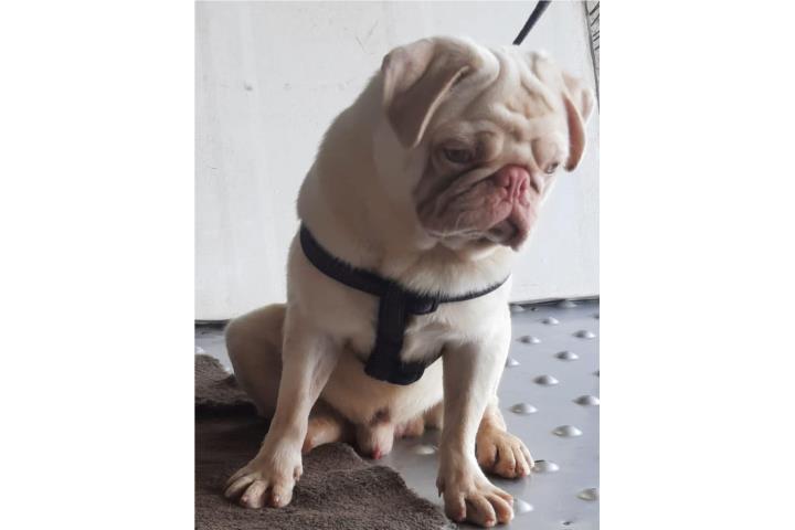 Padrote Pug albino Puerto Rico