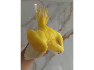 Cotorrita Quackers portadora a Ino a ?????? Puerto Rico