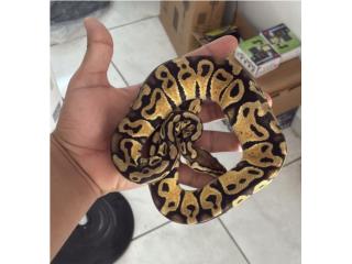 Pastel ball python joven Puerto Rico
