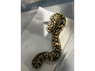 Ball Python Firefly OD Het Clown Puerto Rico