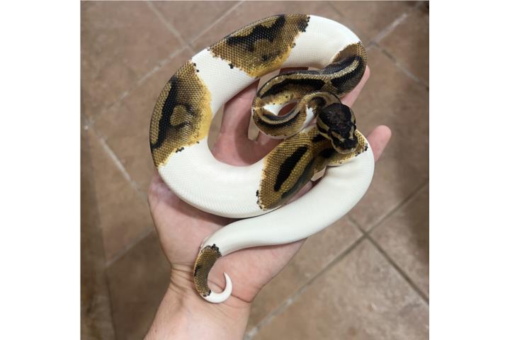 Ball python Pied Puerto Rico