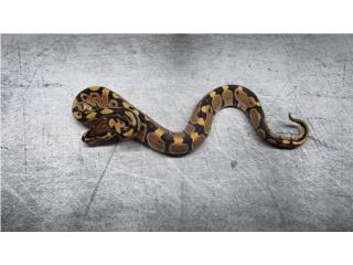 Serpiente / serpientes ball python Puerto Rico