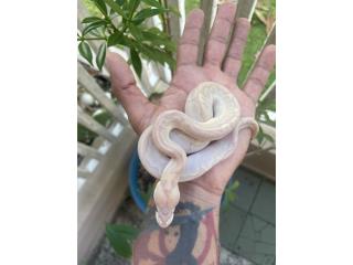 Ball Python Bebés Puerto Rico