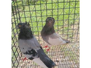 Pareja paloma camona Puerto Rico
