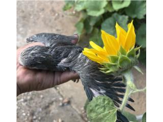 Quaker gris mansitas Puerto Rico