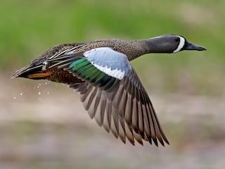 Patos exóticos ala azul Puerto Rico