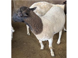 Ovejo Dorper Macho Puerto Rico