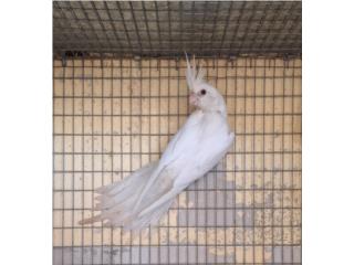Cocatiel Albino Macho Puerto Rico