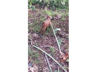VENDIENDO 3 cabros, 2s macho y una cabra 500 Puerto Rico