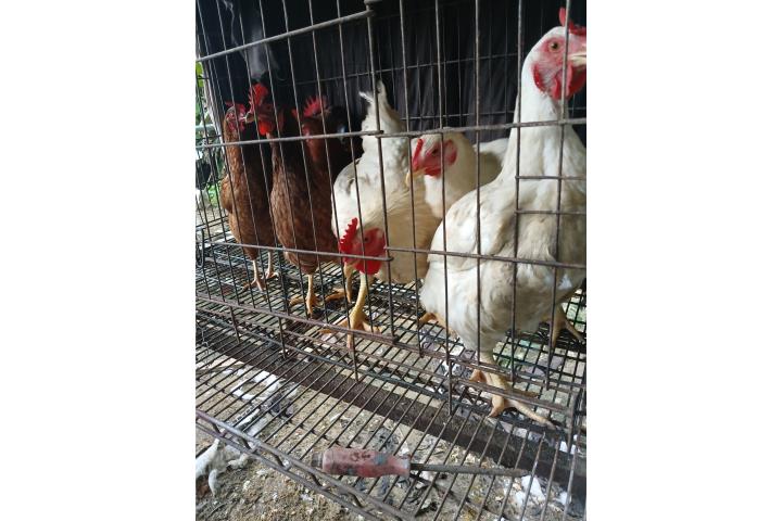 Gallinas y gallos picu Puerto Rico