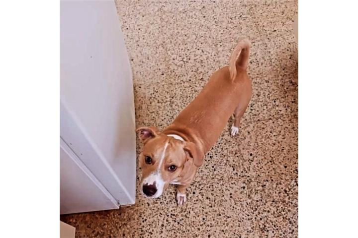 Adopcion perro cariñoso Puerto Rico