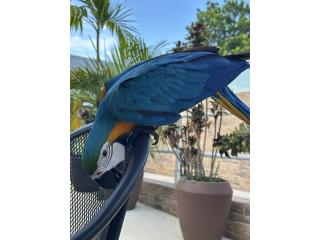 Guacamayo 3 Meses Macho Puerto Rico