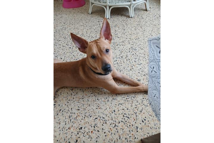 Estoy regalando perro Puerto Rico
