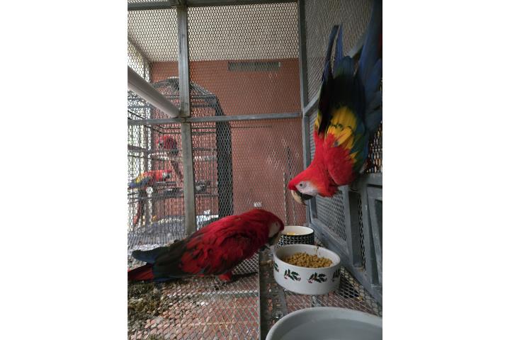 Pareja de Guacamayos adulta Puerto Rico