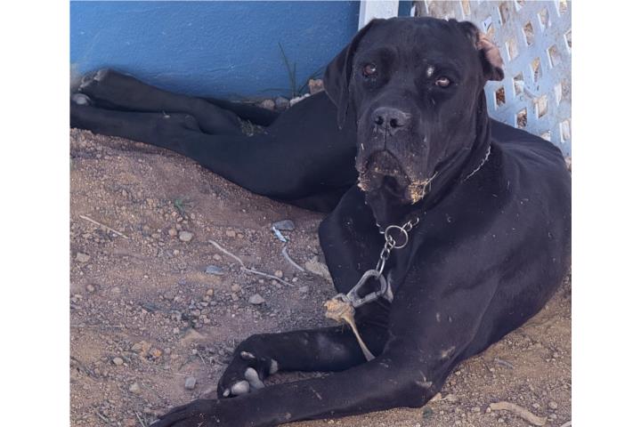 Cane Corso Puerto Rico