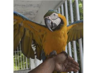 Guacamayo Puerto Rico