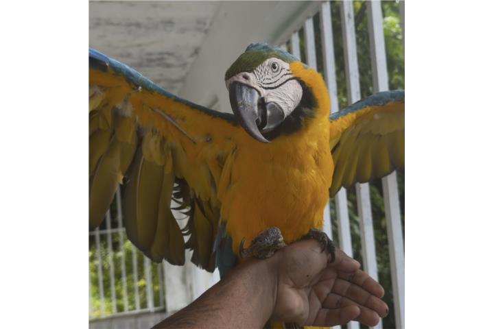 Guacamayo Puerto Rico