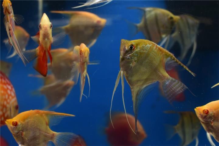 Santa Isabel angelfish Puerto Rico