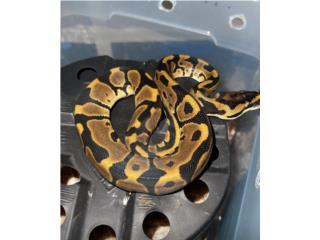 Ball Python Leopard Puerto Rico