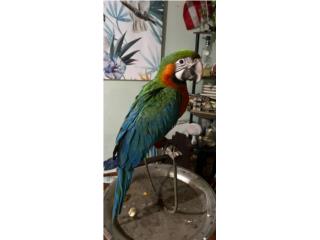 Guacamayo Puerto Rico