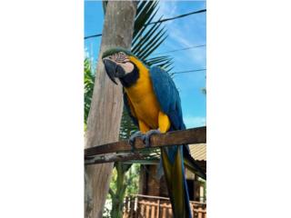 Se Vende Guacamayo Puerto Rico