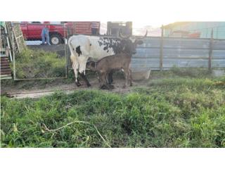 Vaca y becerra Longhorn Puerto Rico