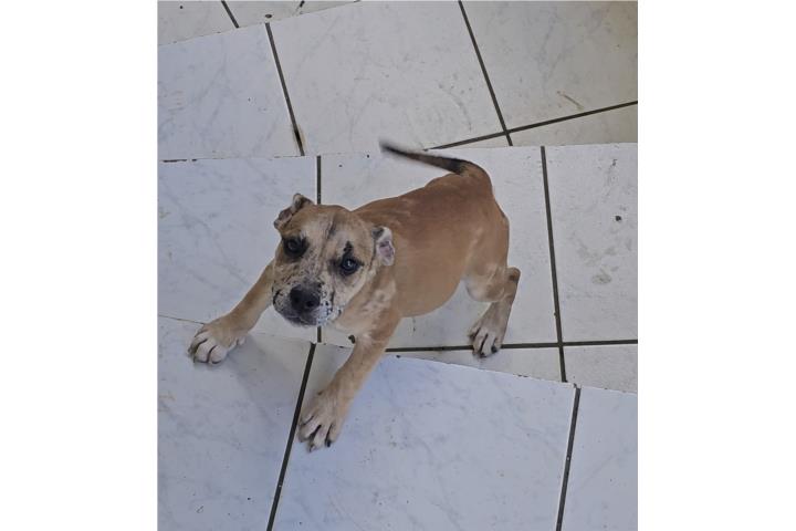 Pitbull fawn tri merle Puerto Rico
