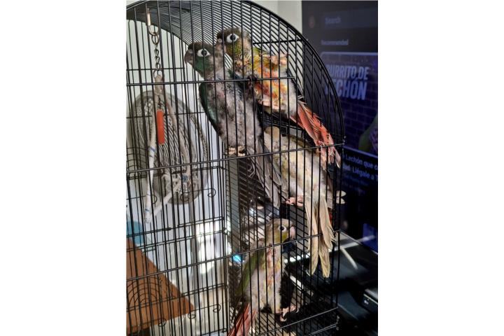 Cotorrita Green check Puerto Rico