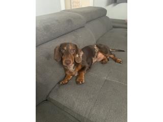 Perro salchicha Puerto Rico