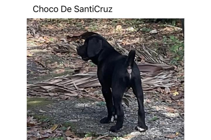 Cane Corso Puerto Rico