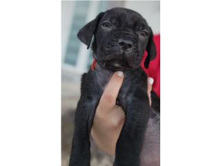 Cane Corso Puerto Rico