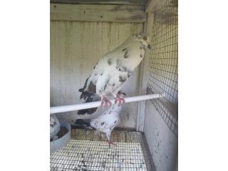 Paloma gigante solo 75 Puerto Rico