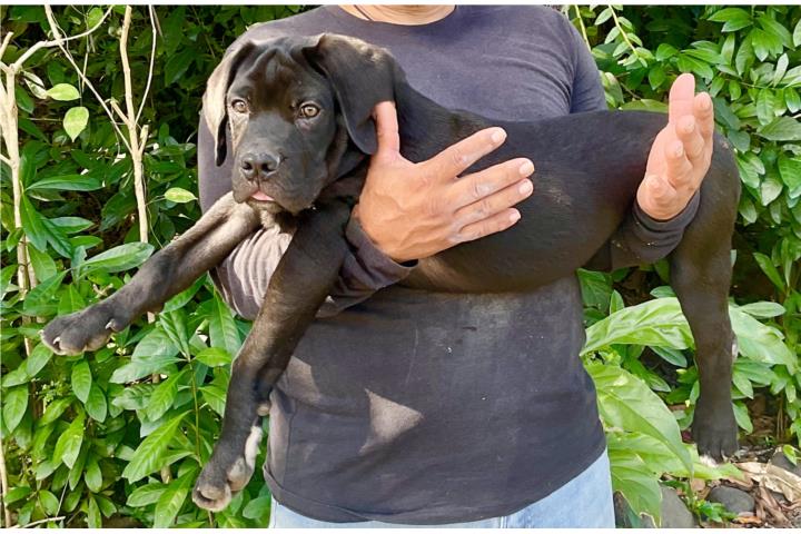 Cane Corso Puerto Rico