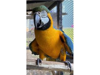 Guacamayo Blue & Gold Puerto Rico