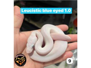 Ball pythons bebes ((varias)) Puerto Rico