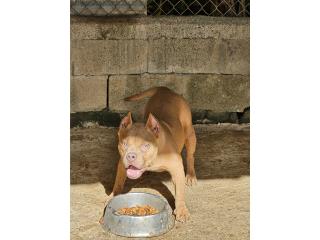 American Bully Pocket macho Puerto Rico