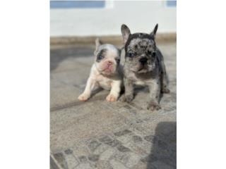 Micro frenchies Puerto Rico