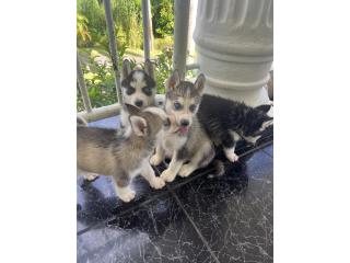 Siberian Husky Puerto Rico
