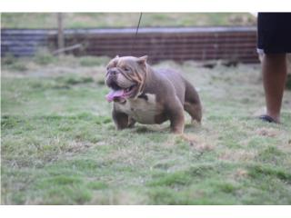 American bully padrote Puerto Rico