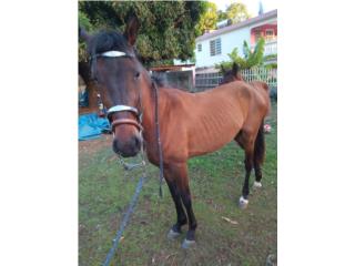 Caballo manso Puerto Rico